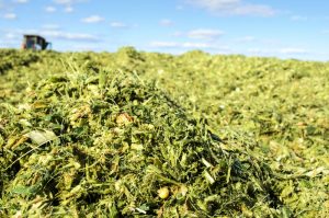 Sila Prime | Semiagro